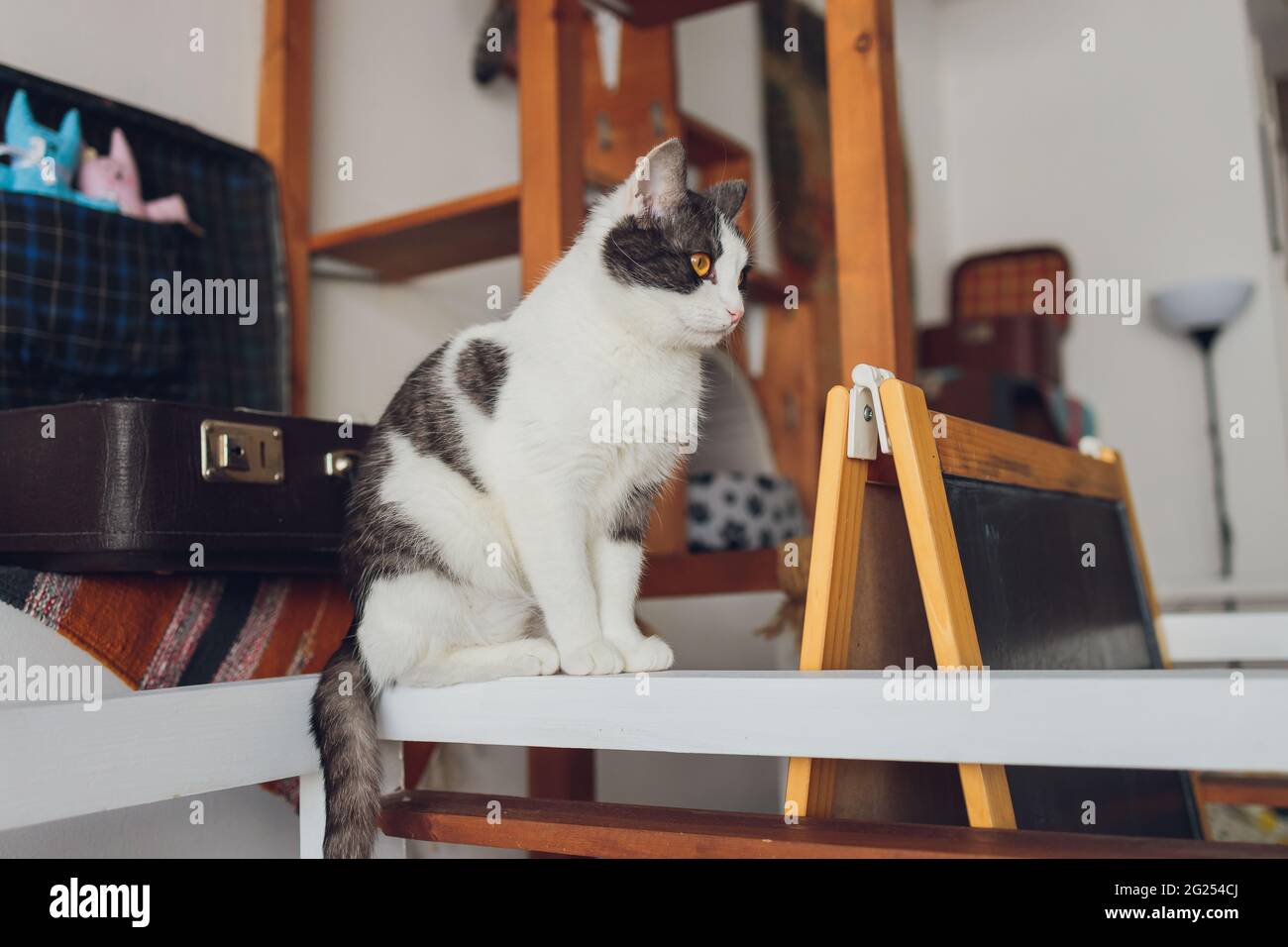 Beautiful pet cat sitting on table at home looking at camera. Relaxing ...