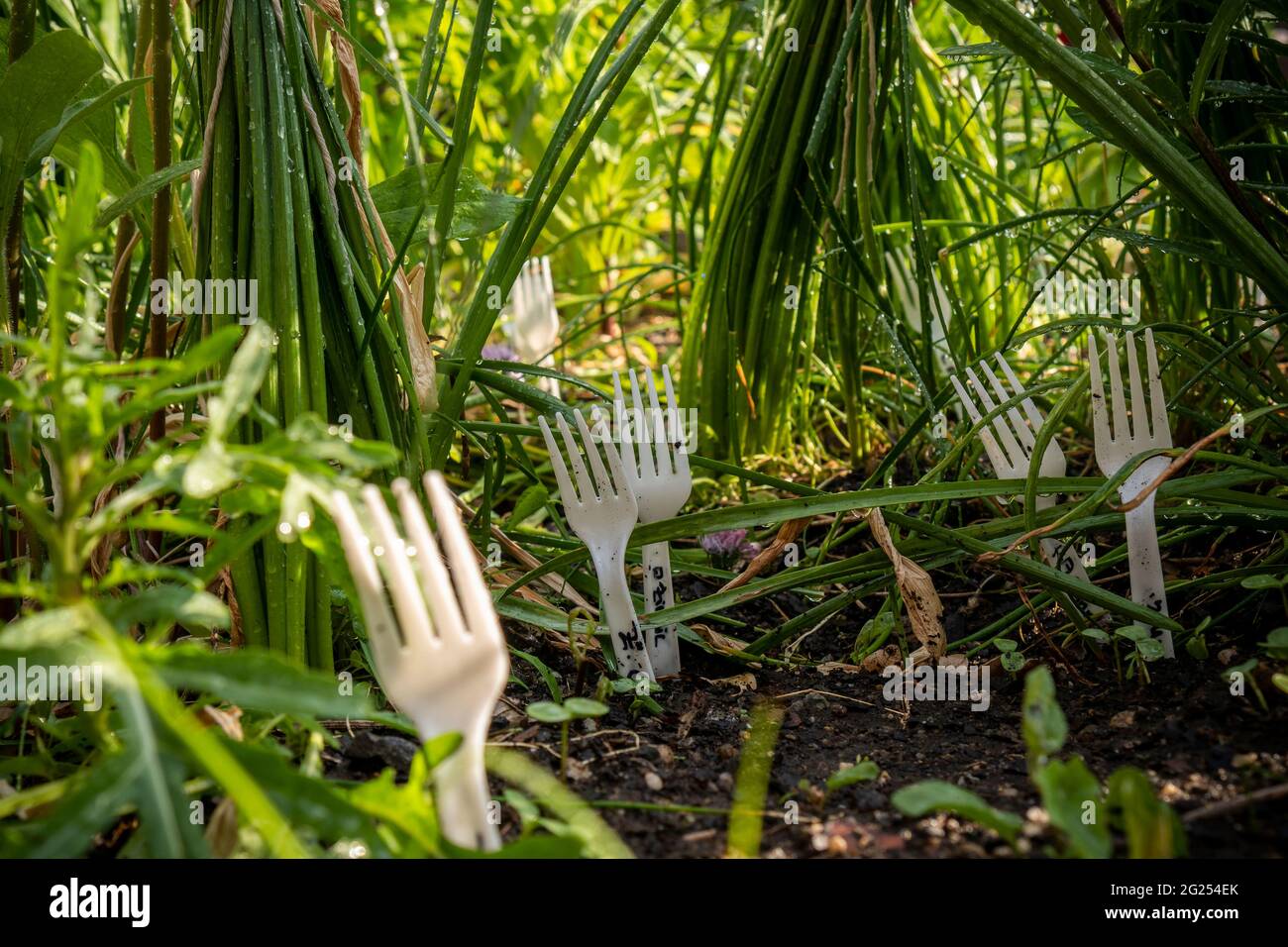 Plastic forks in the garden hi-res stock photography and images - Alamy