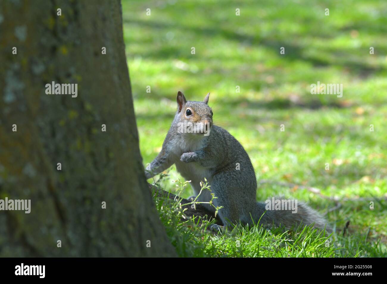 English squirrel hi-res stock photography and images - Alamy