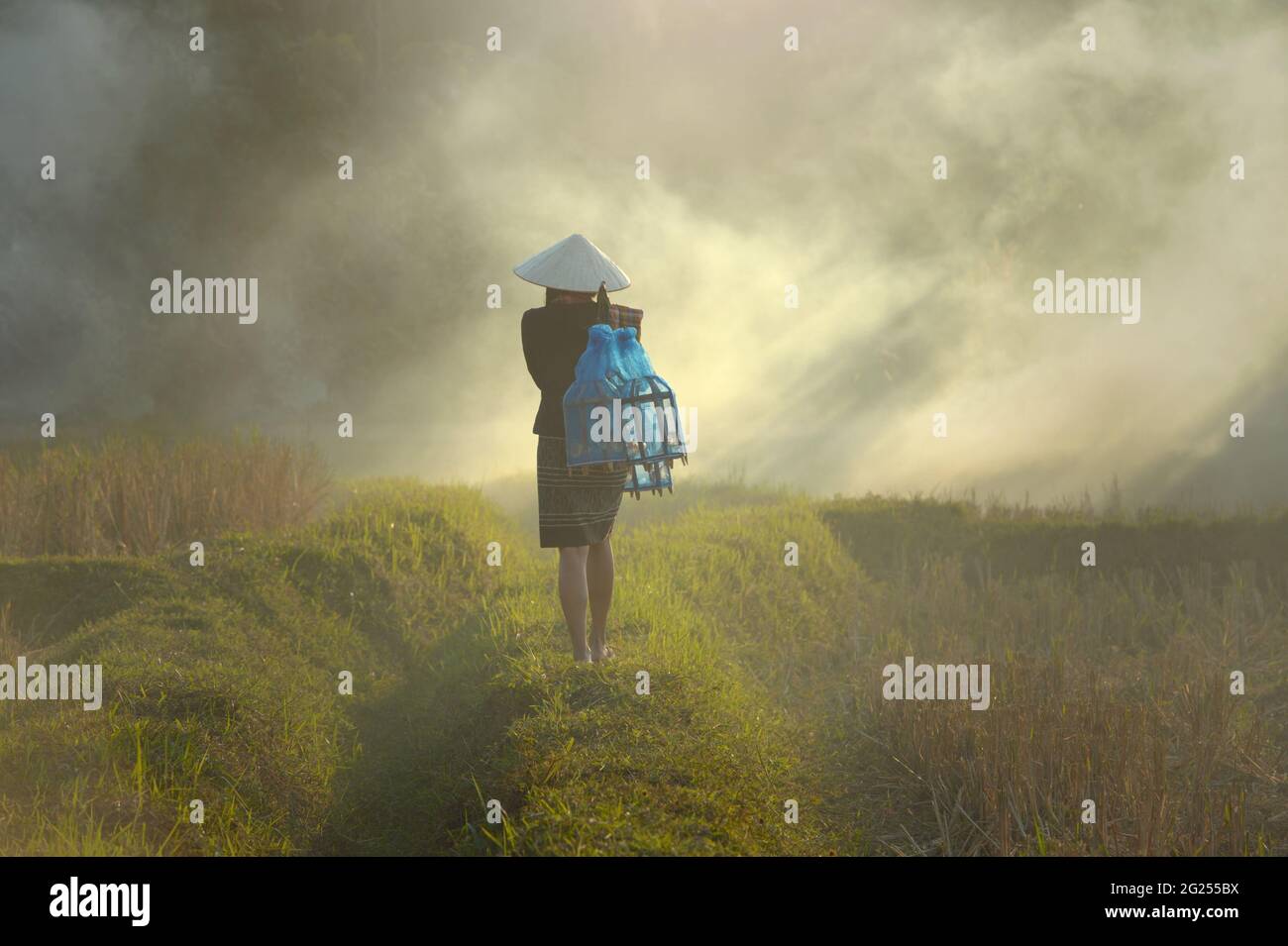 Rear view of a woman walking through a paddy field in mist, Thailand ...