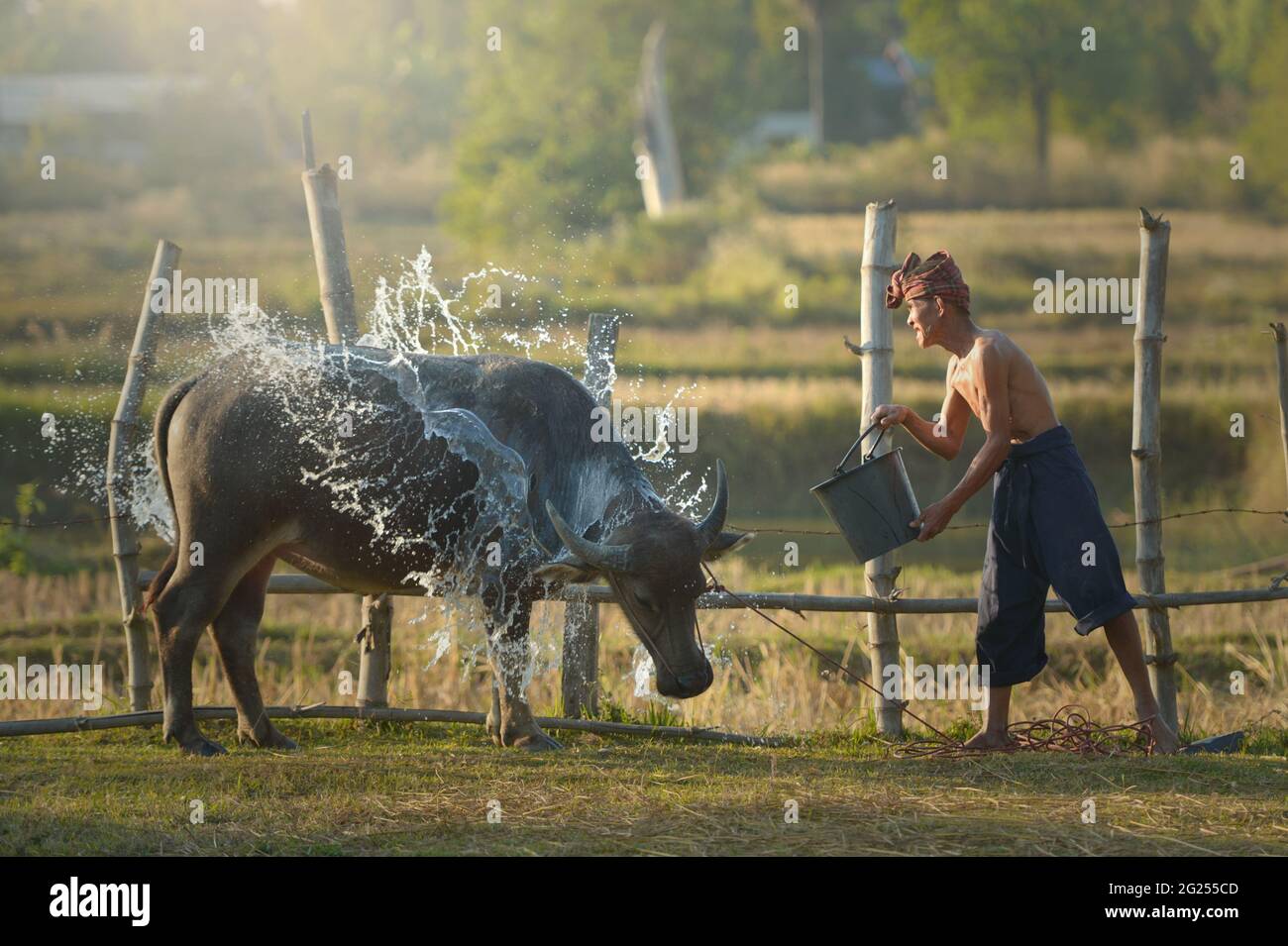 Farmer throwing water over a buffalo in a rice field, Thailand Stock ...