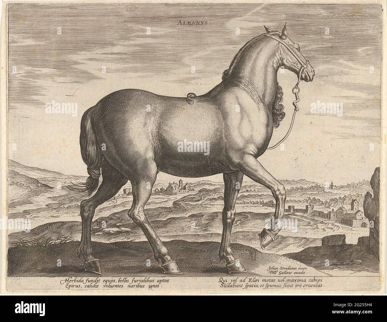 Horse from Albania; Albanvs; Horse breeds from the Royal Stables of Don ...