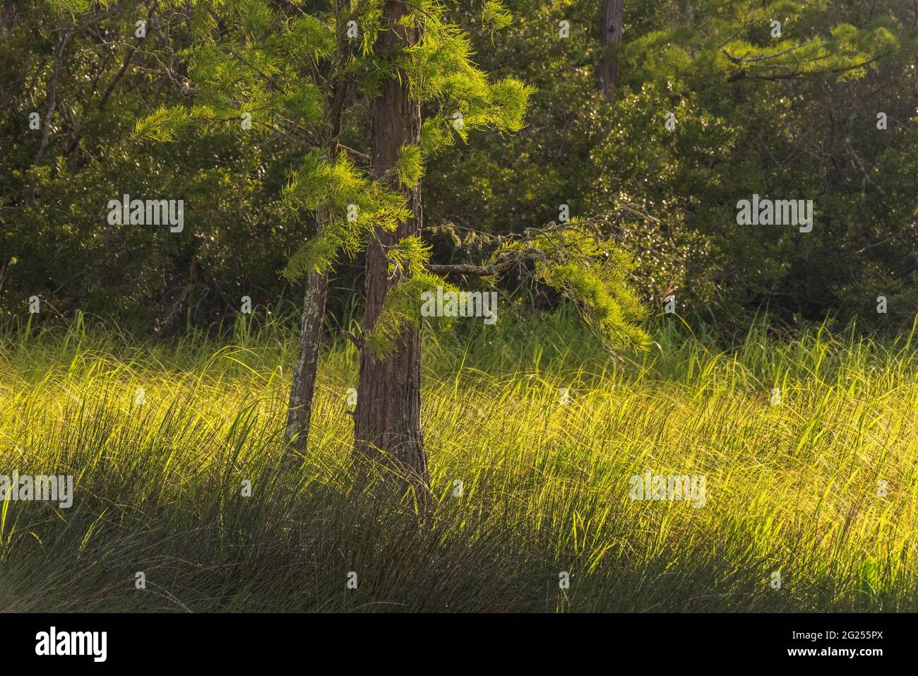 The late day sun shines on longleaf pine trees and grass at the Weeks ...
