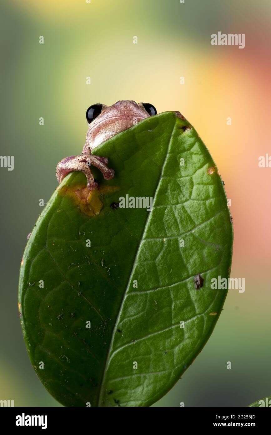 Little red tree frog sitting on a leaf, Indonesia Stock Photo - Alamy