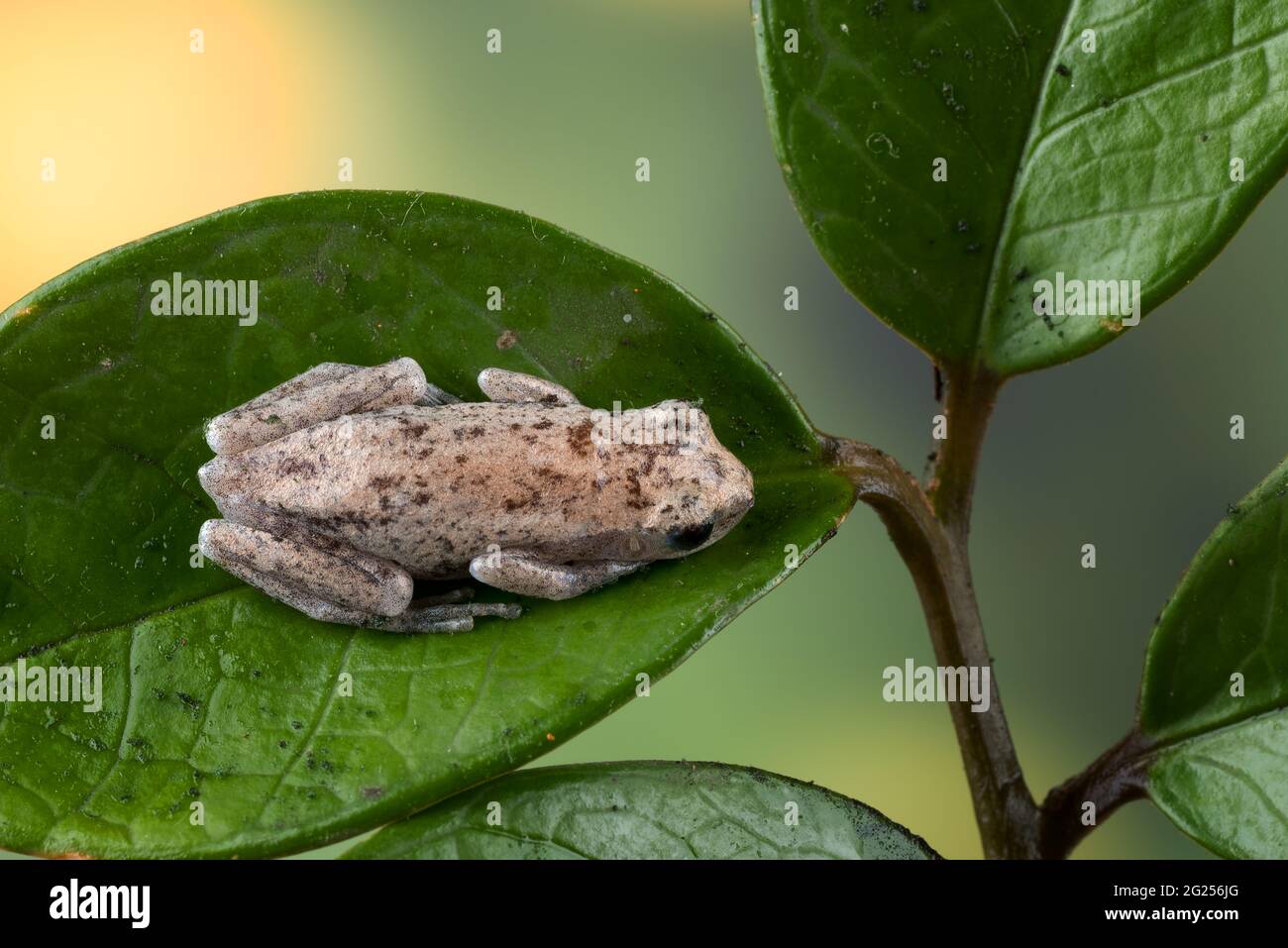 Little leaf tree hi-res stock photography and images - Alamy