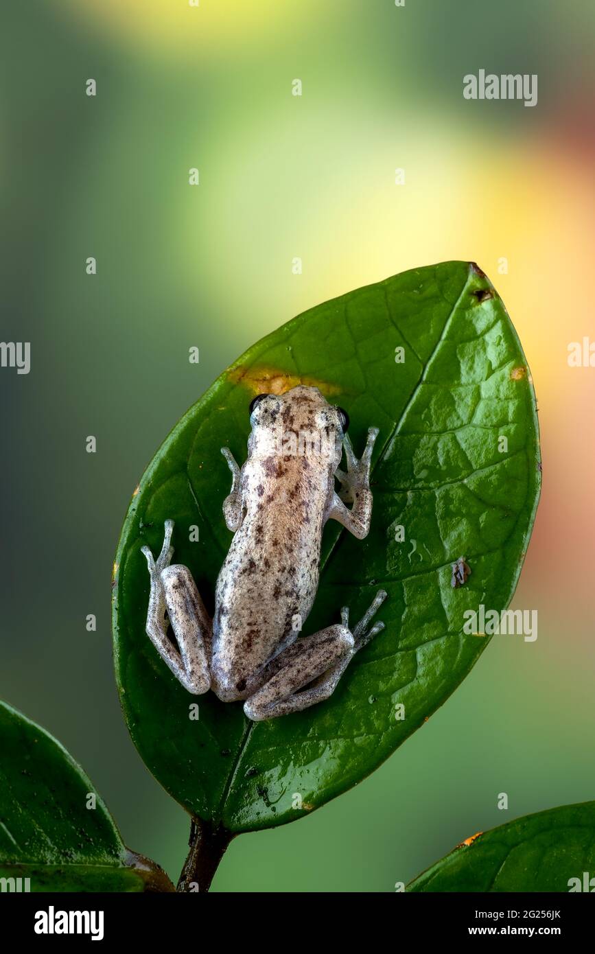 One little leaf hi-res stock photography and images - Alamy