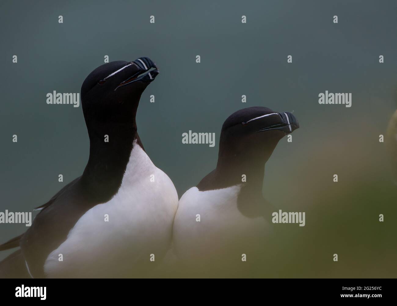 Scottish razorbill hi-res stock photography and images - Alamy