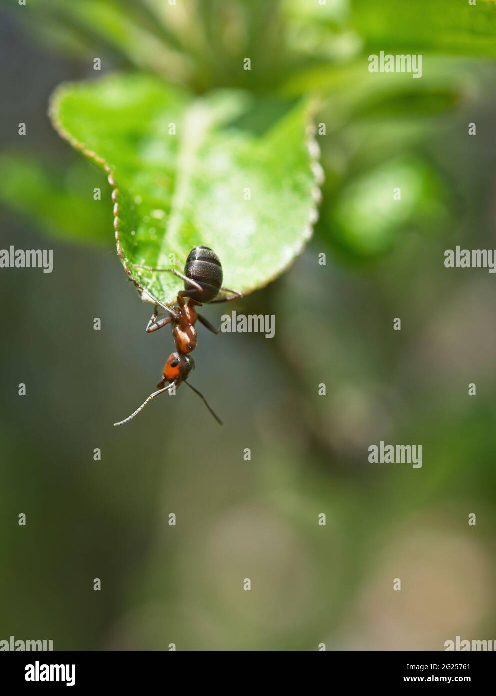 European fire ant hi-res stock photography and images - Alamy