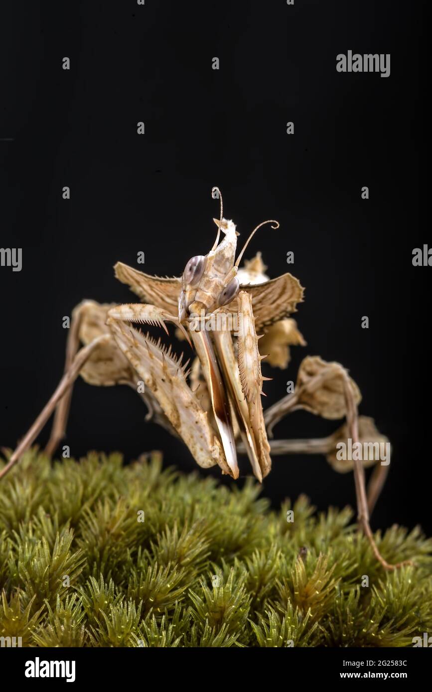 Close-up of a devil mantis on a plant, Indonesia Stock Photo - Alamy