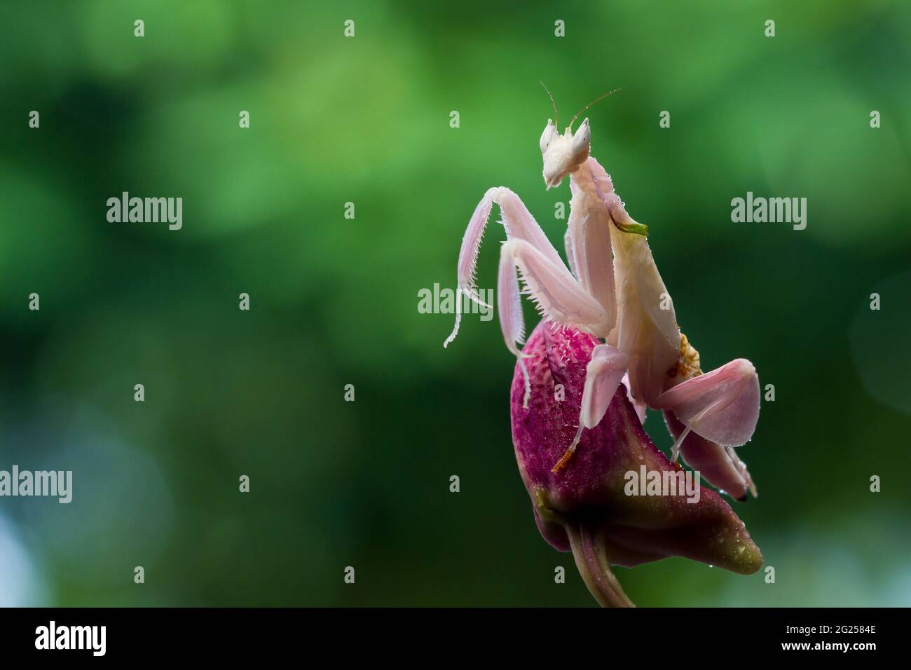 Pink Orchid Mantis (Hymenopus coronatus) on an orchid flower, Indonesia ...