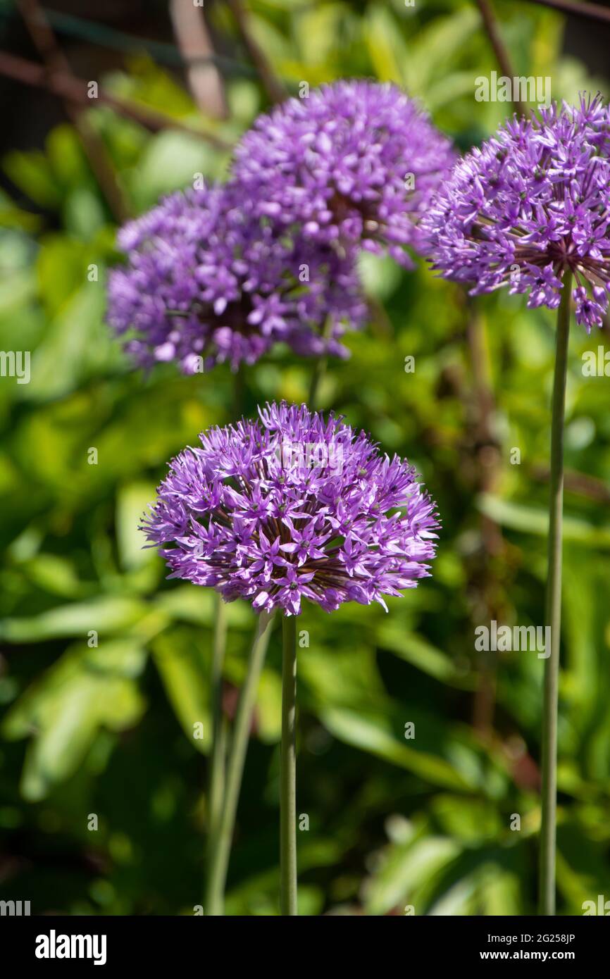 Allium Giganteums or giant onion Growing In the ornamental garden lit ...