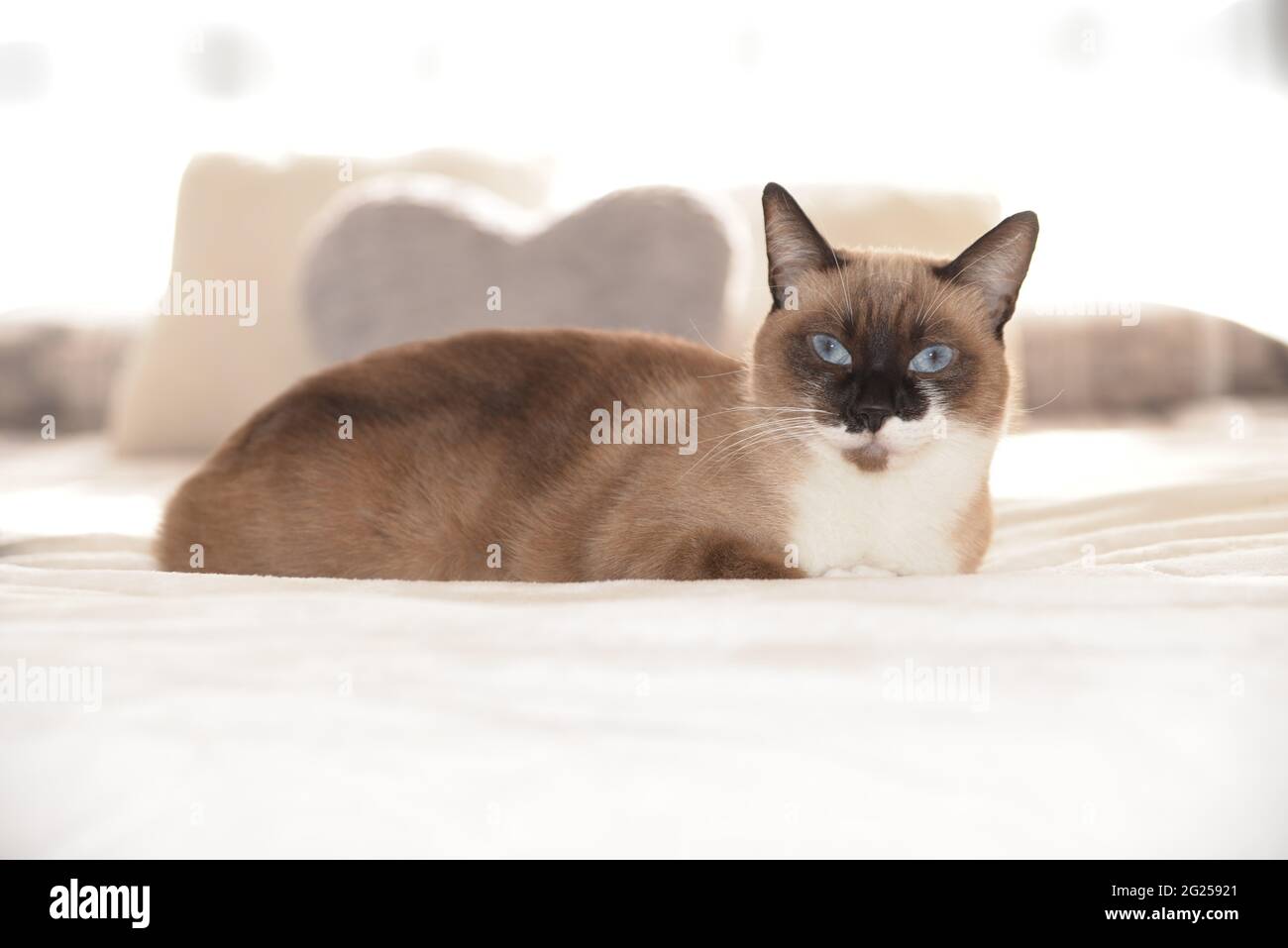 Closeup shot of a cute brown cat with blue eyes Stock Photo - Alamy