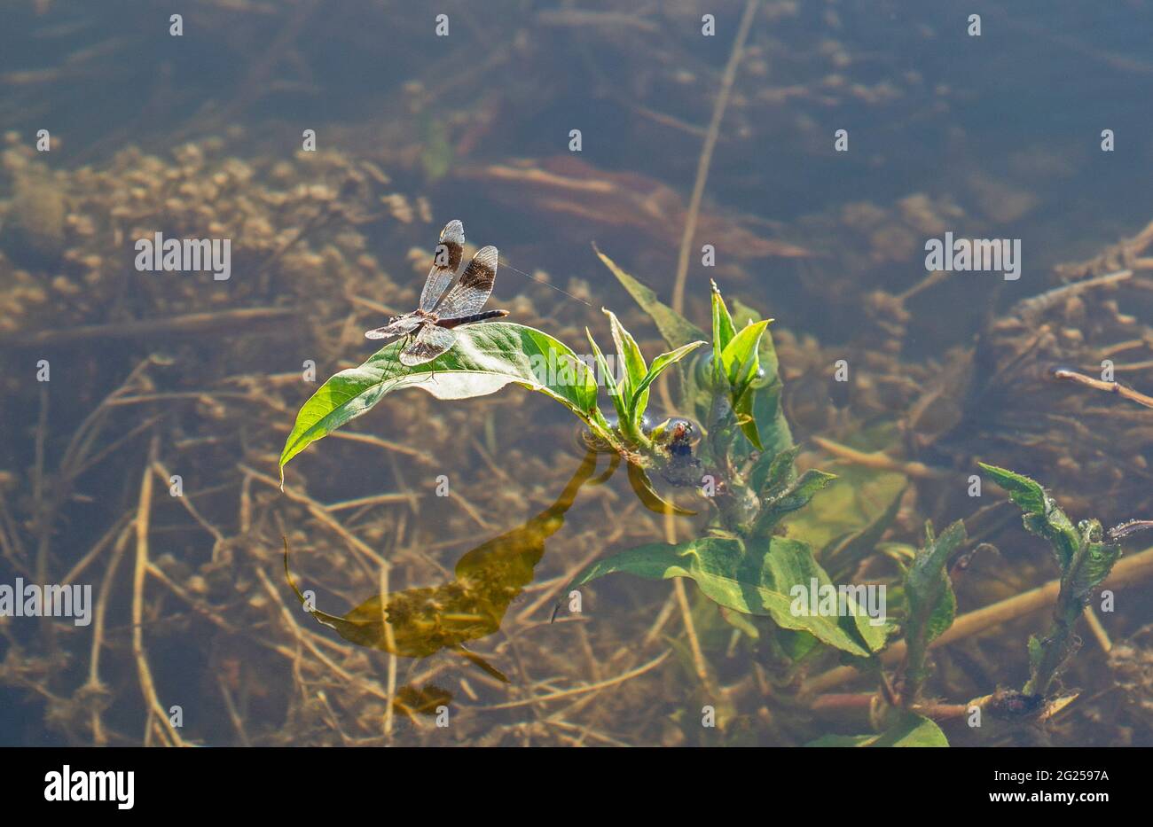 Water glider insect hi-res stock photography and images - Alamy