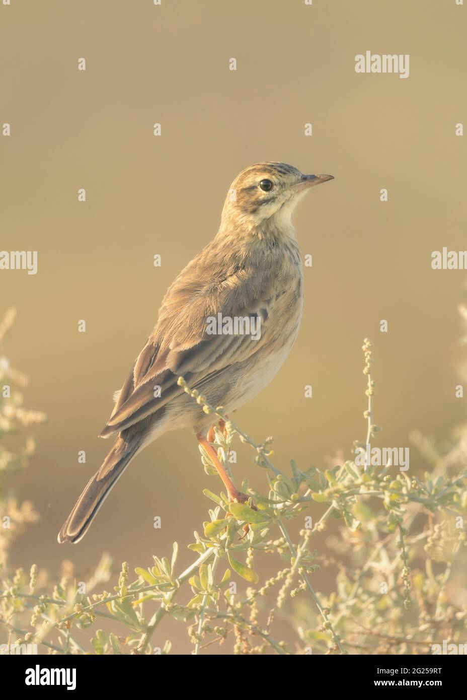 Australasian pipit bird (Anthus novaeseelandiae) perched on shrub ...