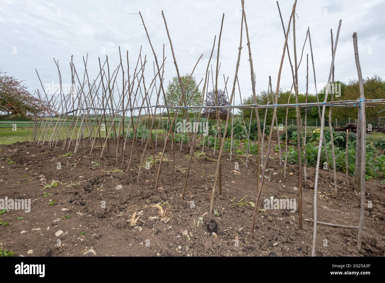 Home made supporting frame ready to support runner beans Stock Photo ...