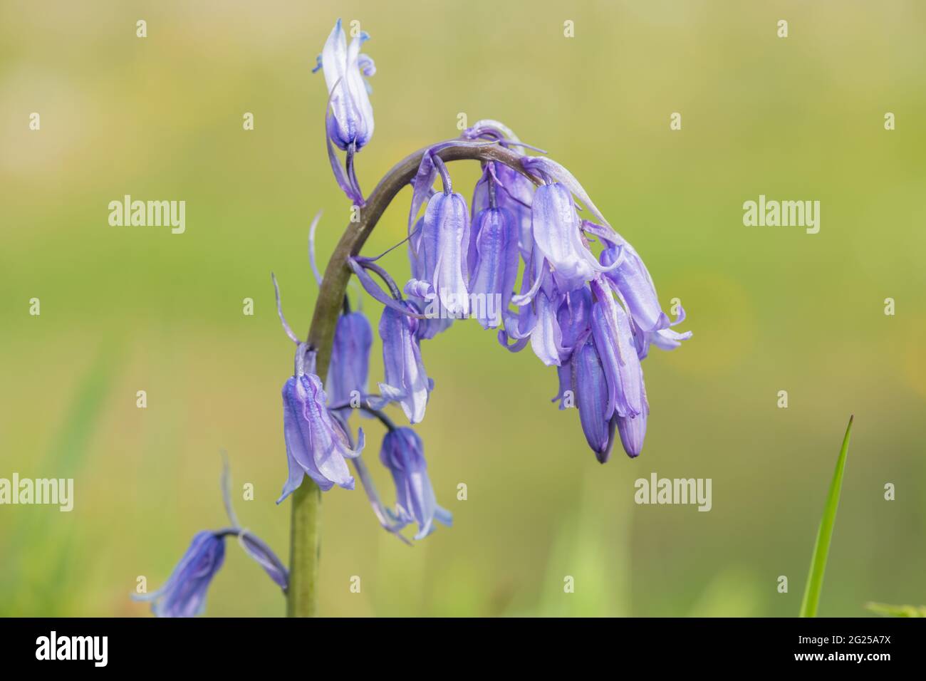 Close up of a common bluebell (hyacinthoides non scripta) flower in ...