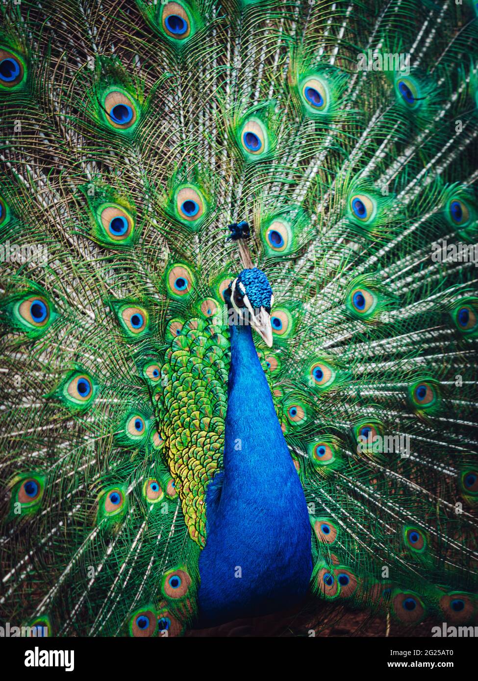 Vertical shot of a majestic peacock Stock Photo - Alamy