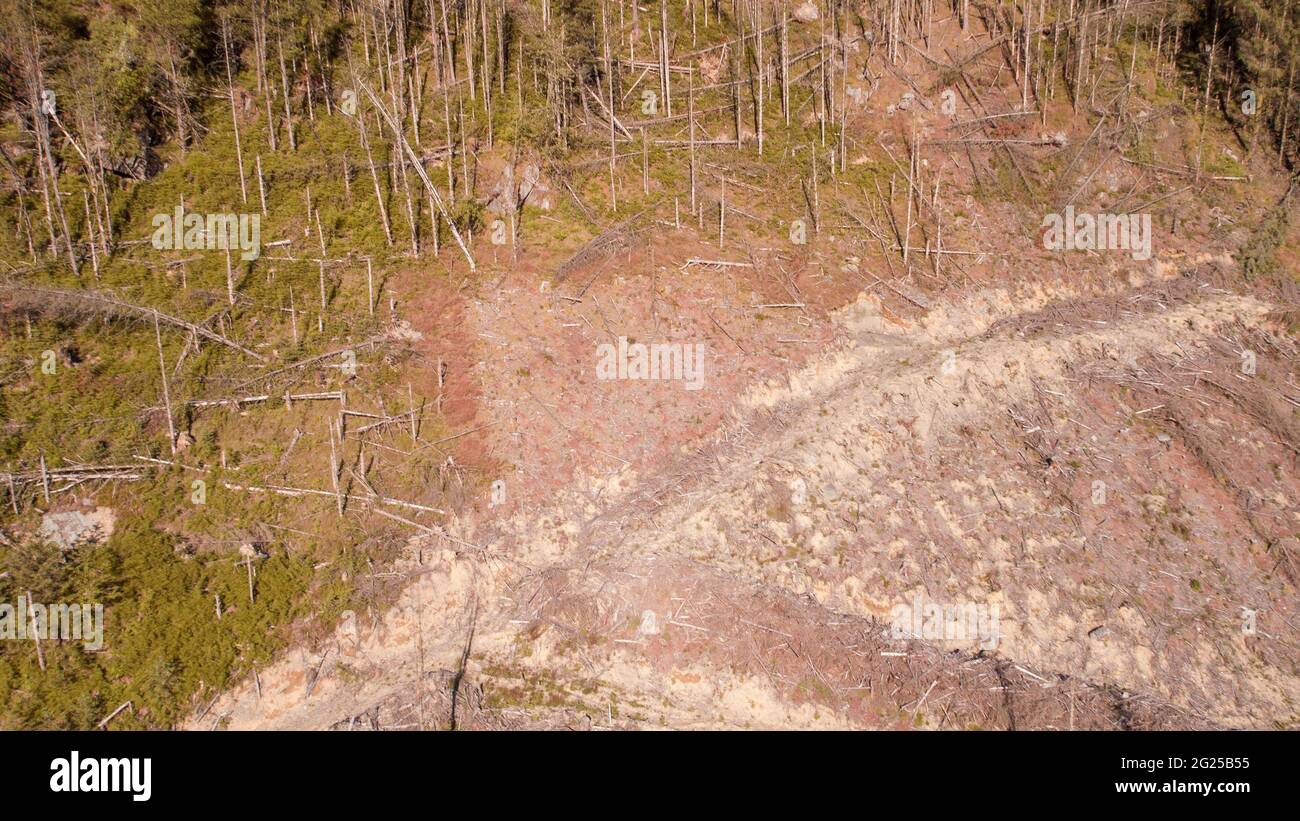 Aerial view of Natural Resources Wales non-native clear fell woodland ...