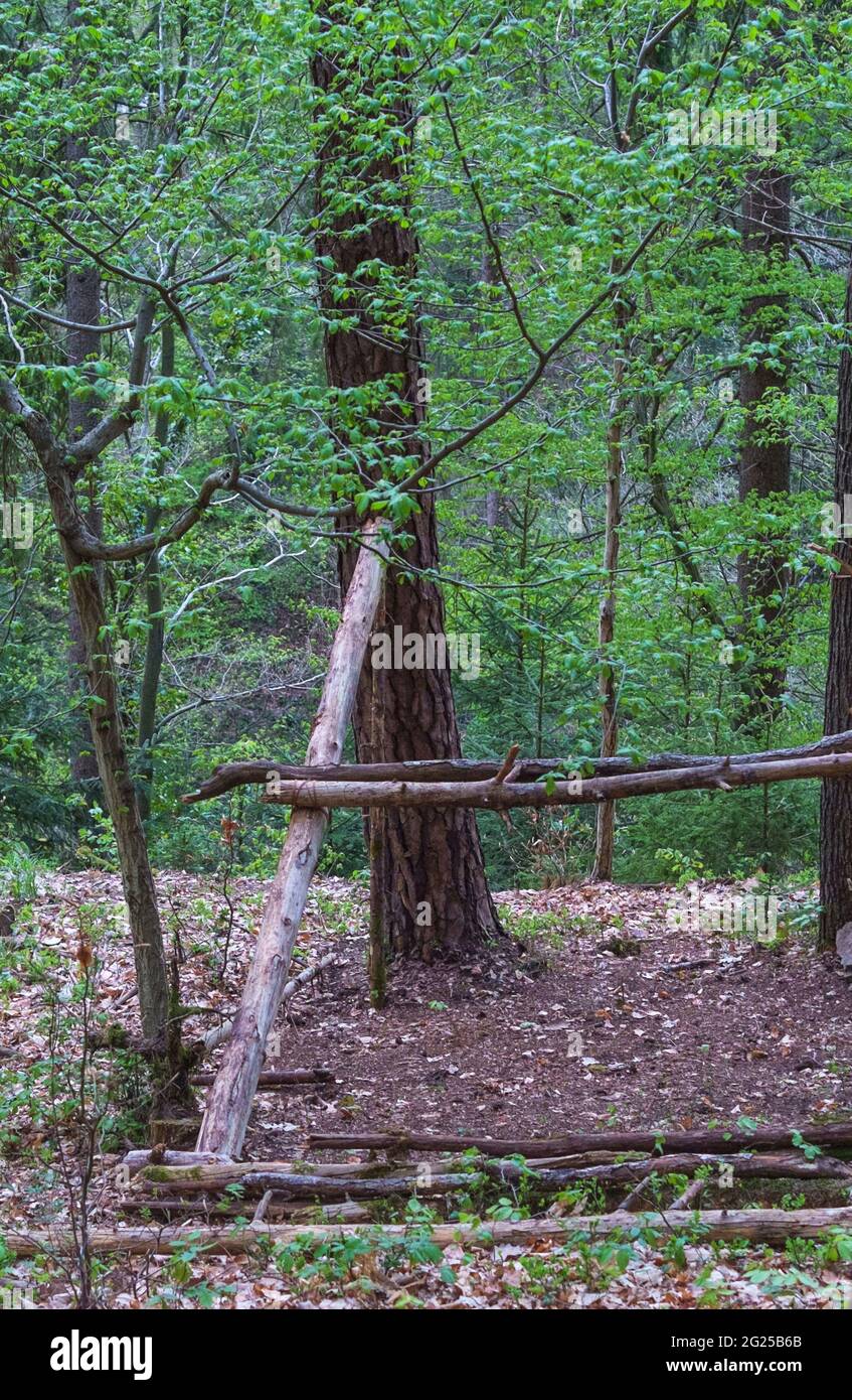 Natural view of old wood structures leaning on a tree in the forest ...
