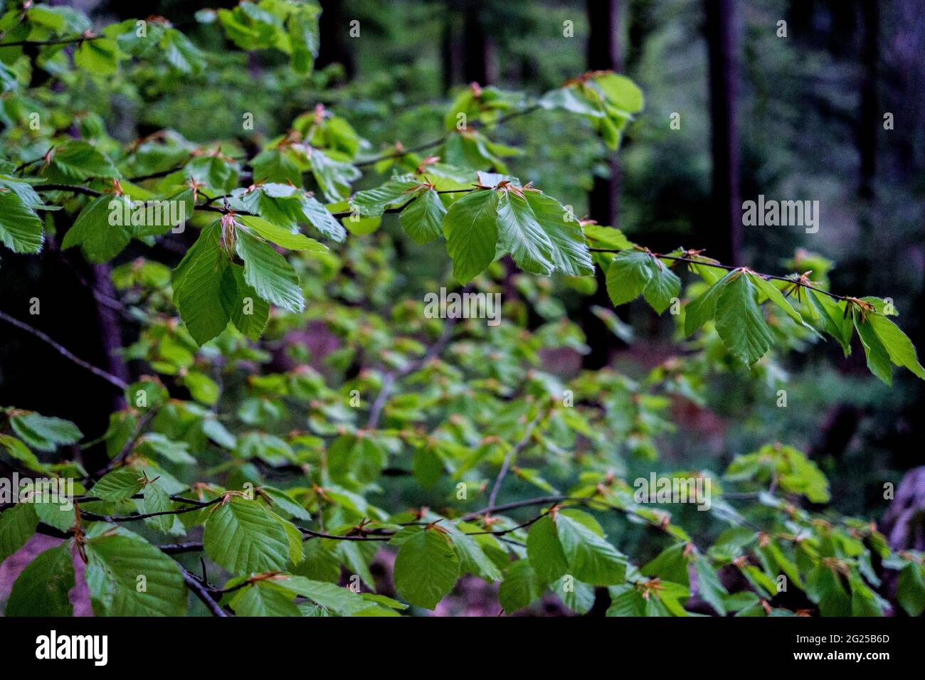 Elm tree branches leaves hi-res stock photography and images - Alamy