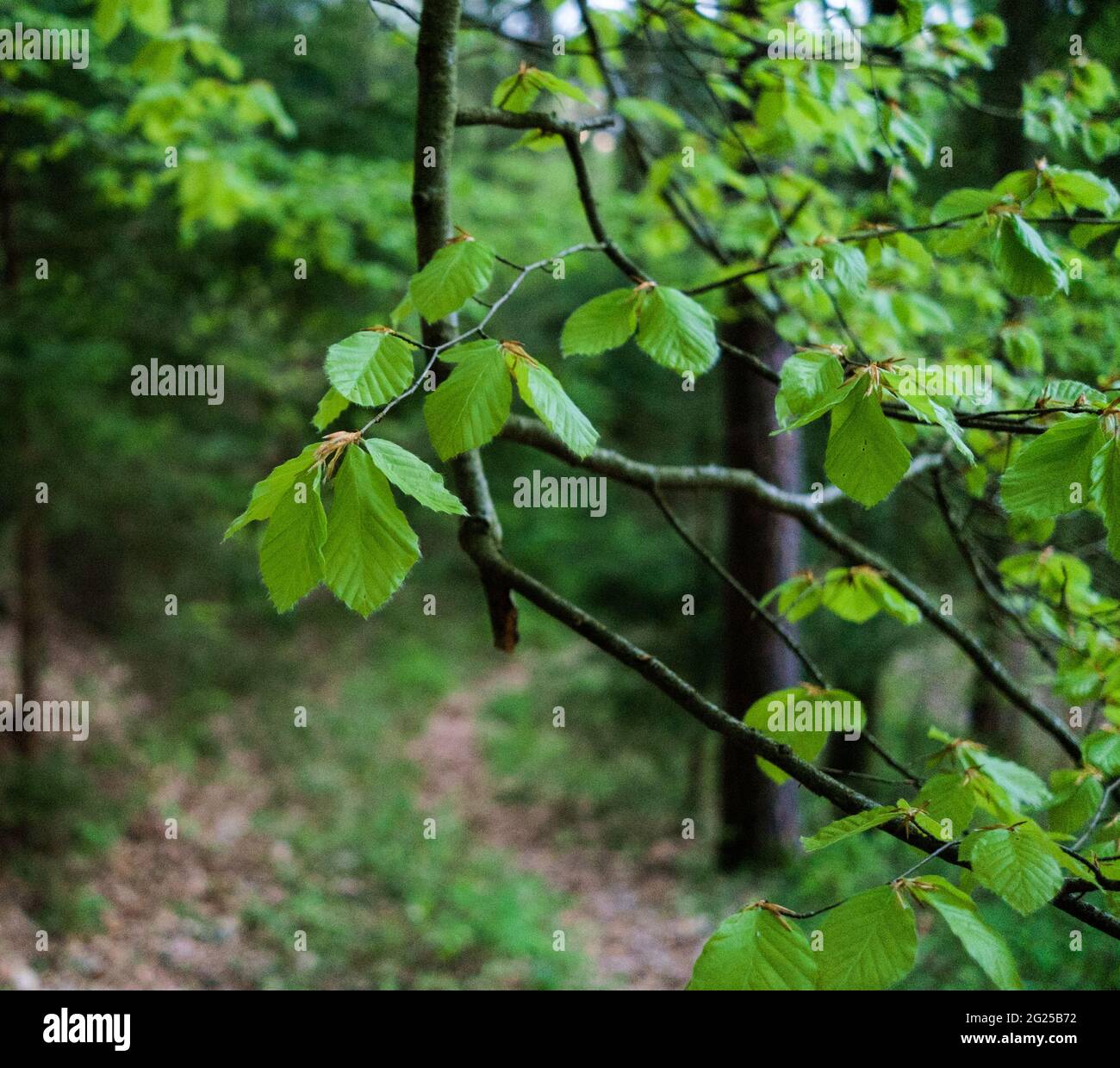 Elm tree branches leaves hi-res stock photography and images - Alamy