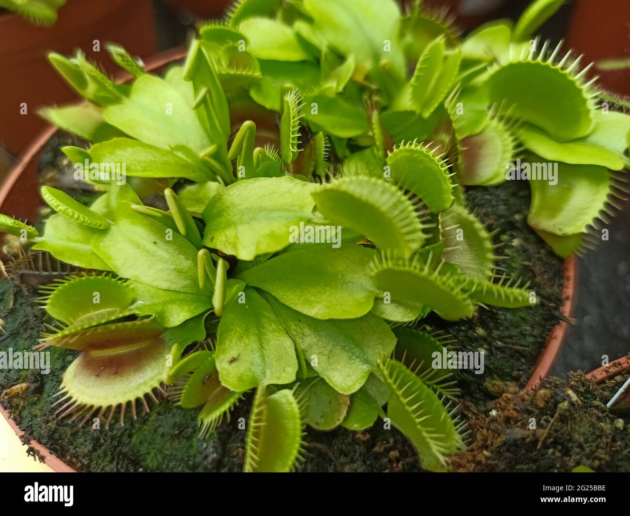 Venus flytrap blooming hi-res stock photography and images - Alamy