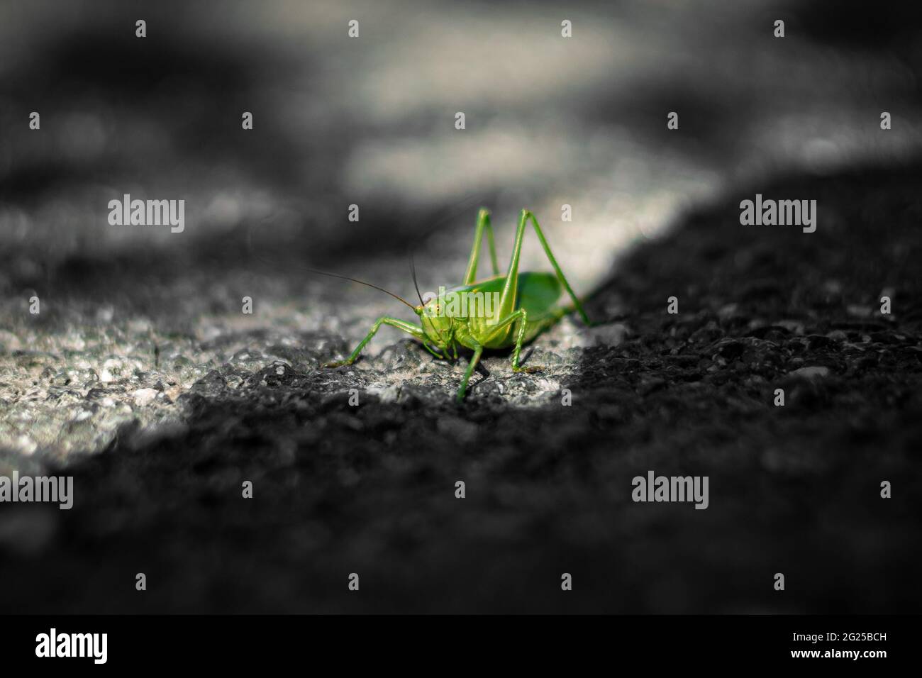 Bright green cricket hi-res stock photography and images - Alamy
