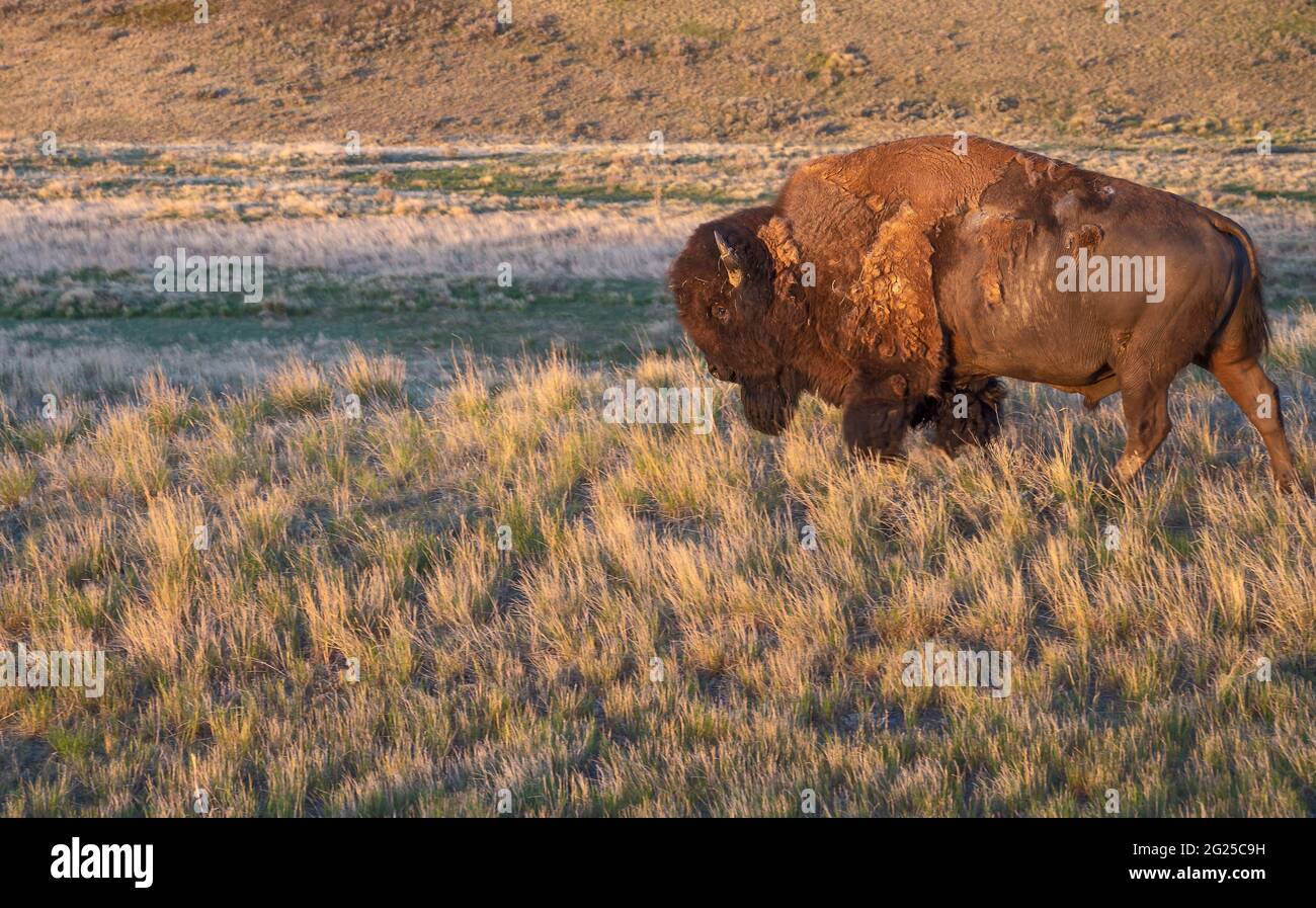 Spring valley saskatchewan hi-res stock photography and images - Alamy