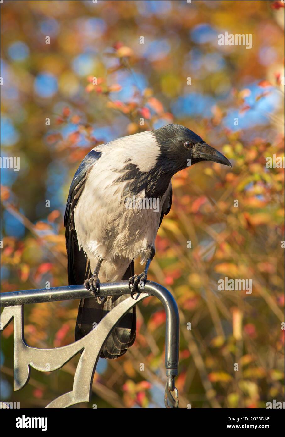 Likely a hooded crow, closely related to the carrion crow, which until ...