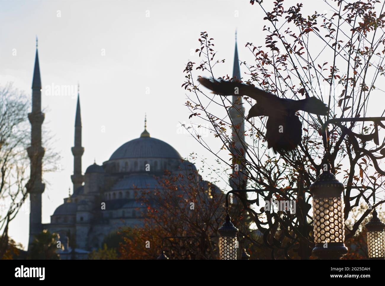 Silhouette of a crow flying; Sultan Ahmed Mosque Blue Mosque beyond ...