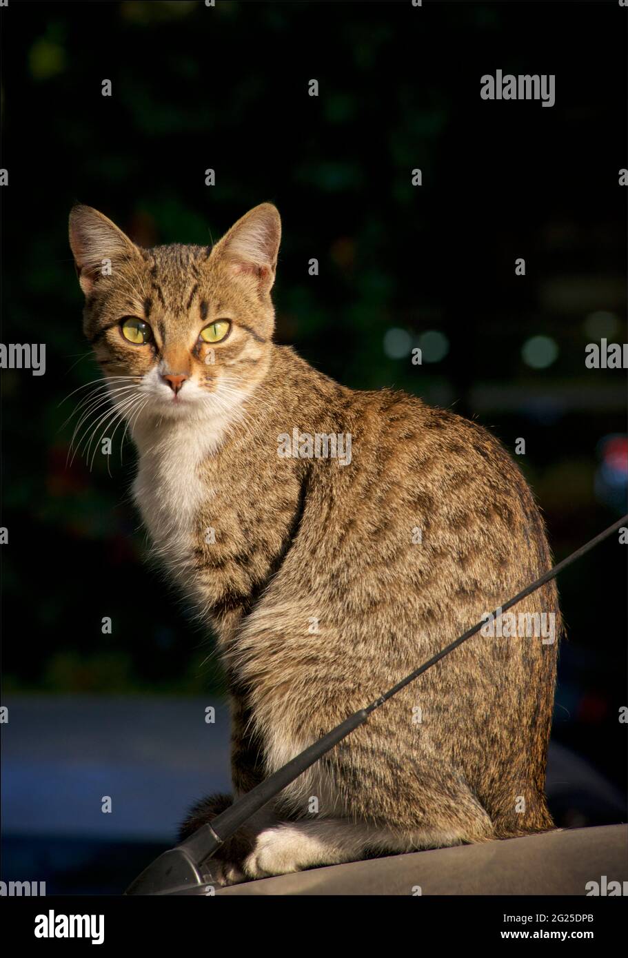 Tabby cat sitting on a car roof, Istanbul, Turkey Stock Photo - Alamy