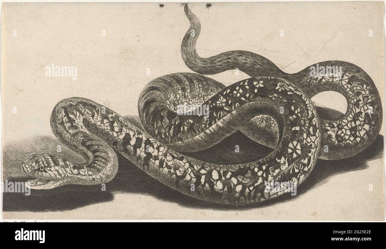 Hose. Winked snake with open mouth Stock Photo - Alamy
