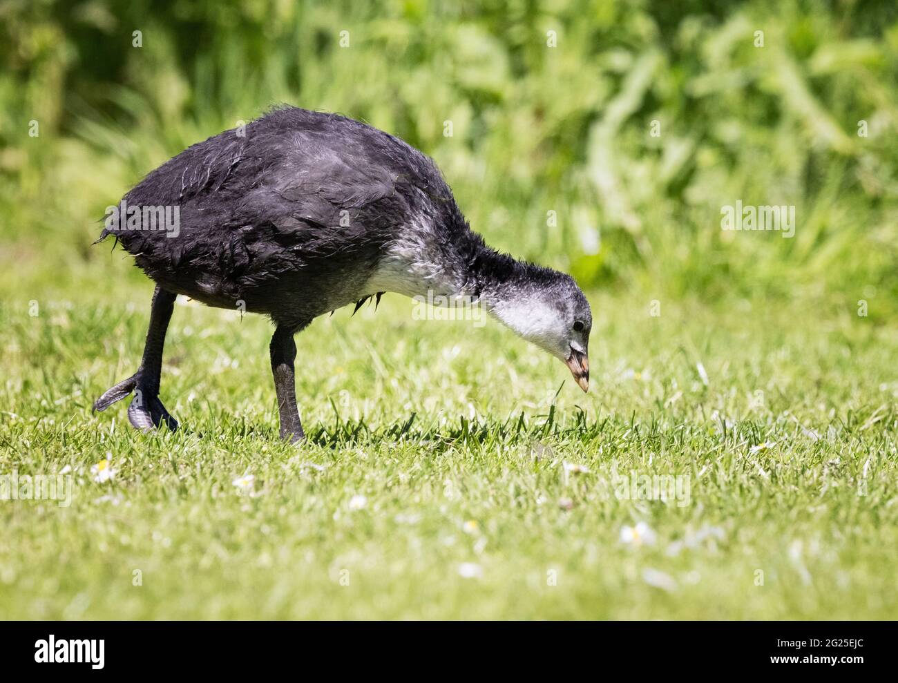 One coot chick, Fulica Altra, side view of juvenile coot, feeding, UK ...
