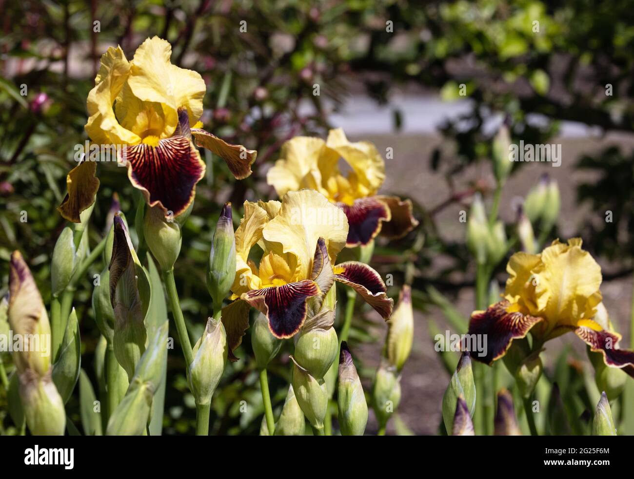 Iris flowers, variety Iris High Command, flowering in a garden in ...