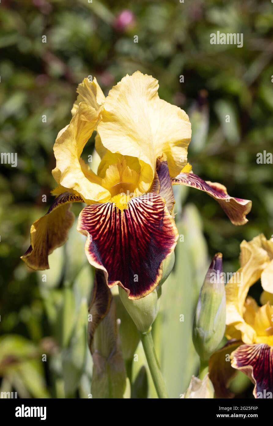 Iris flowers, variety Iris High Command, flowering in a garden in ...