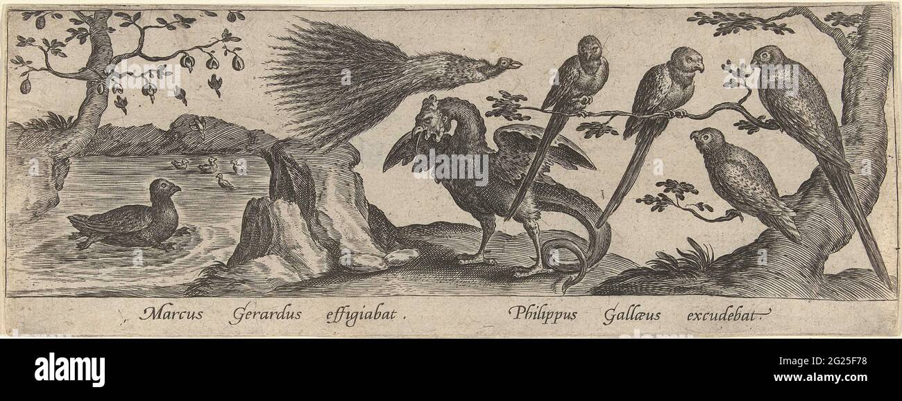 Parrots series hi-res stock photography and images - Alamy