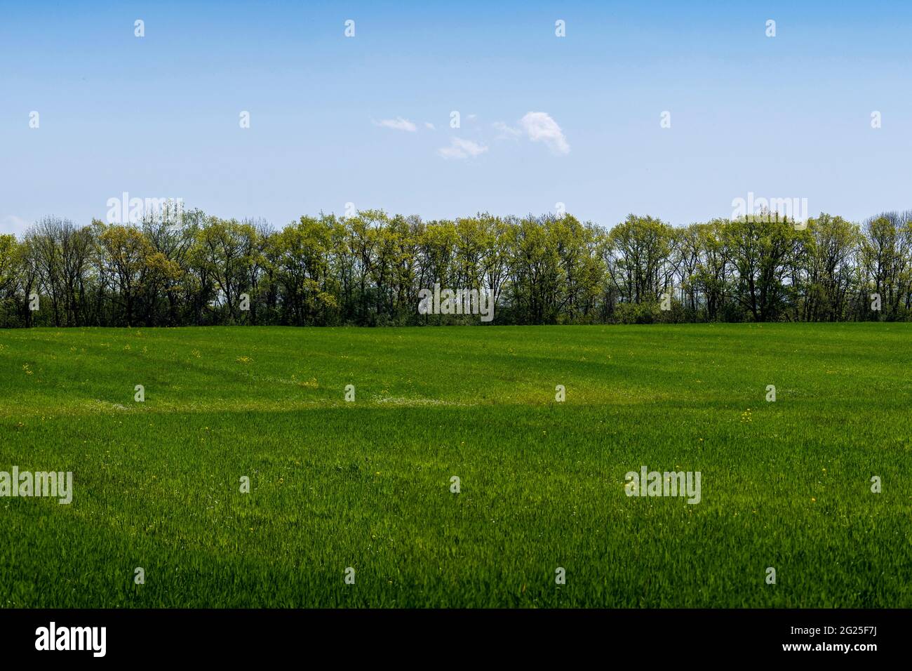 Green field with flowers and trees Stock Photo - Alamy