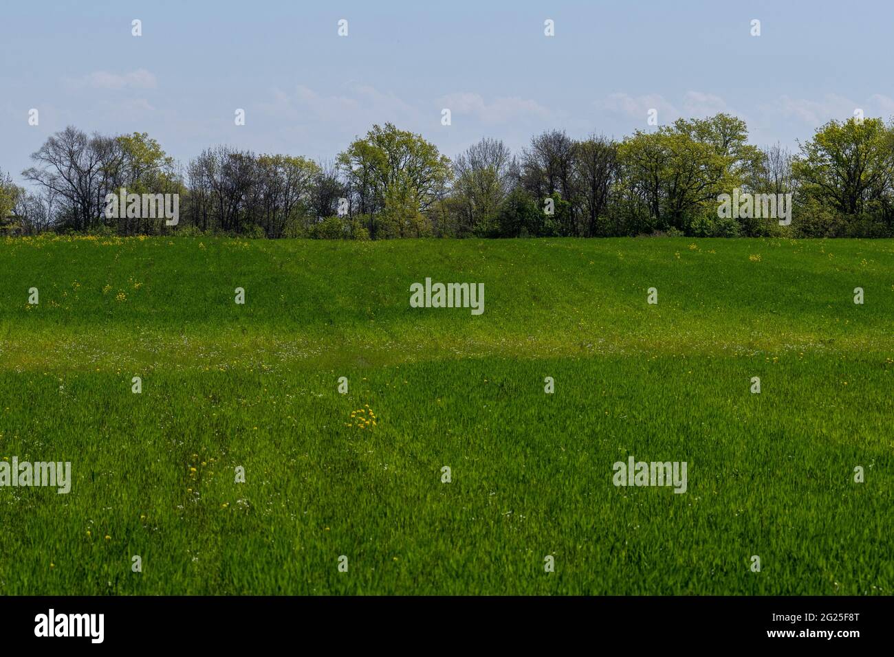 Green field with flowers and trees Stock Photo - Alamy