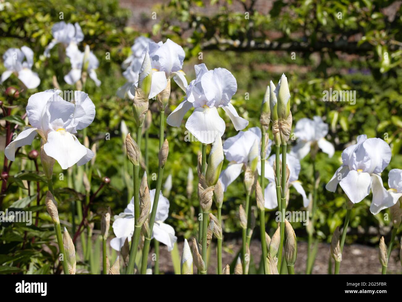 Iris, variety New Snow, a white iris flowering in a garden in spring in ...
