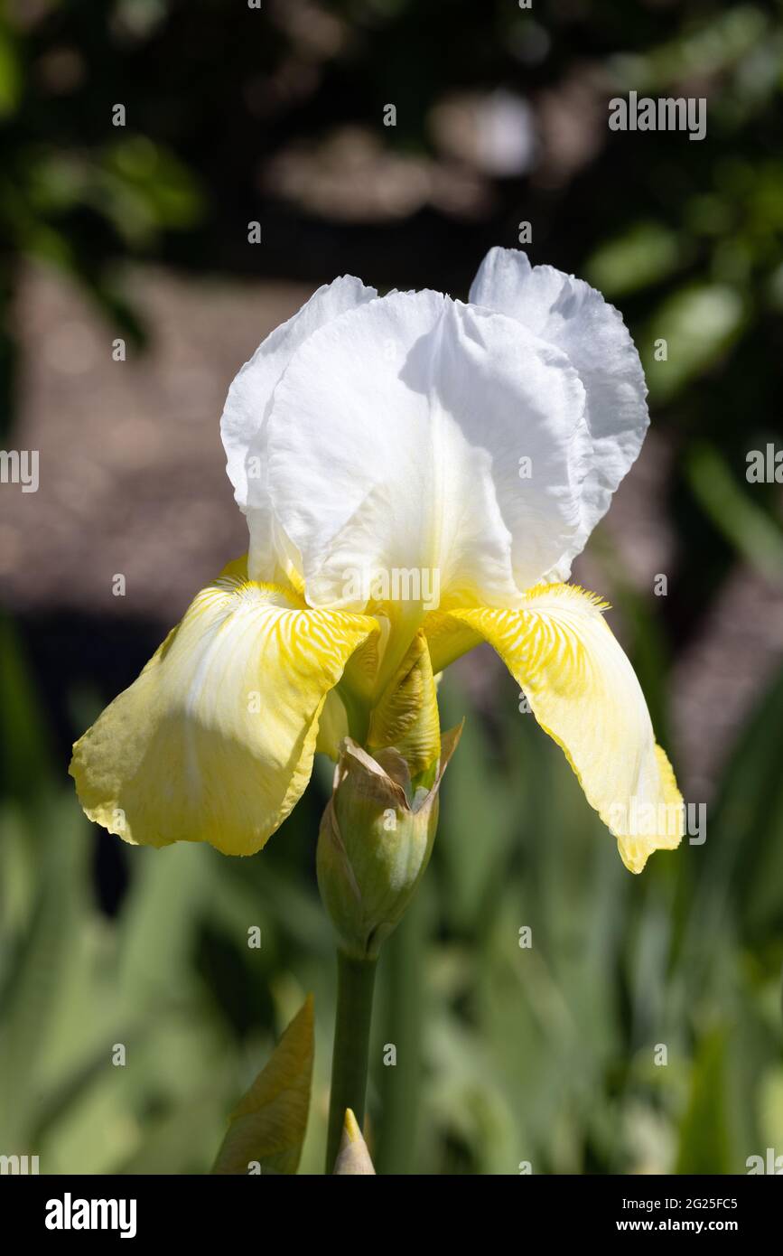 Pinnacle species hi-res stock photography and images - Alamy