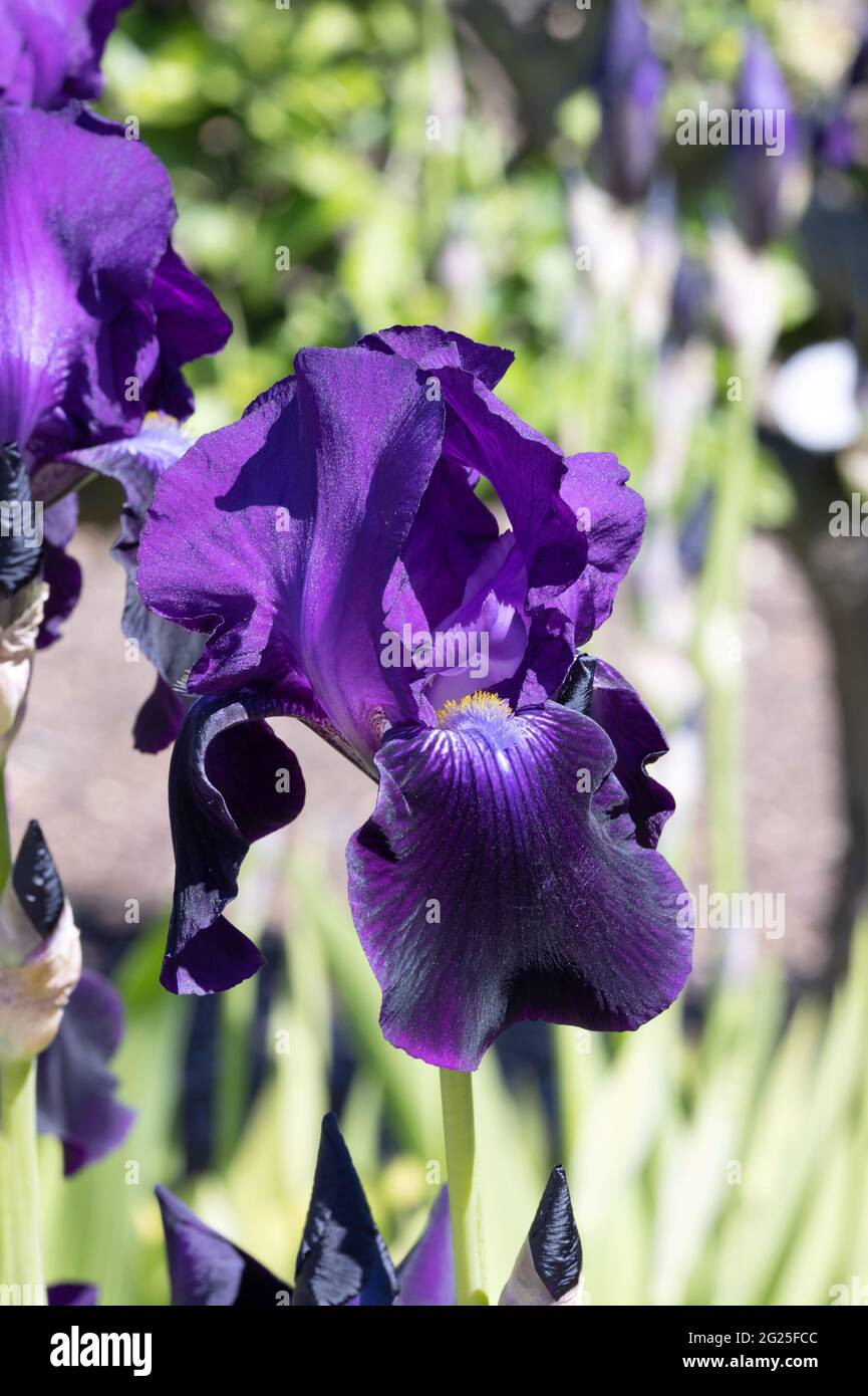 Iris Sable Night, a purple iris flowering in spring, UK Stock Photo - Alamy
