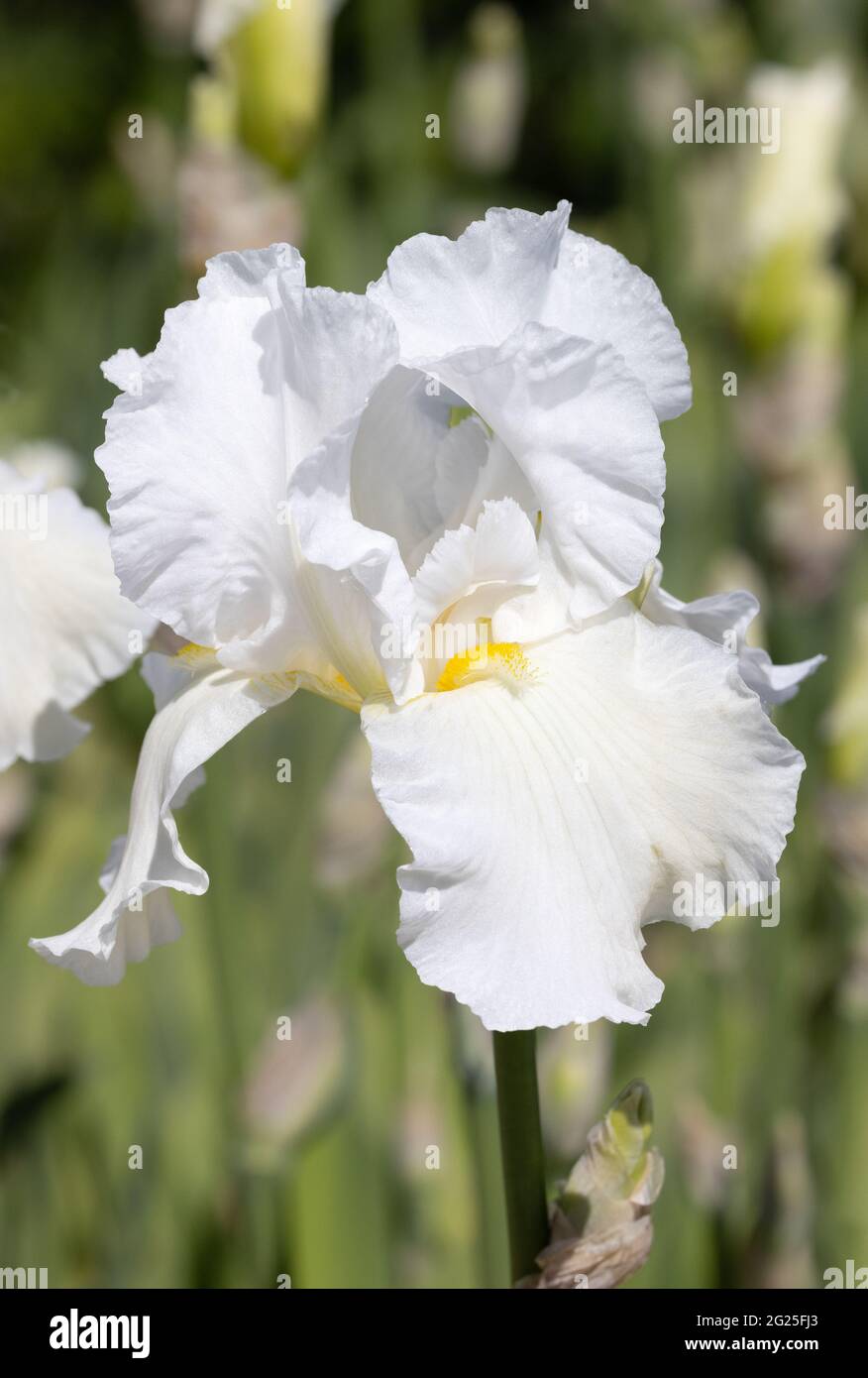 Iris, variety White Cliffs of Dover, a white iris flowering in spring ...