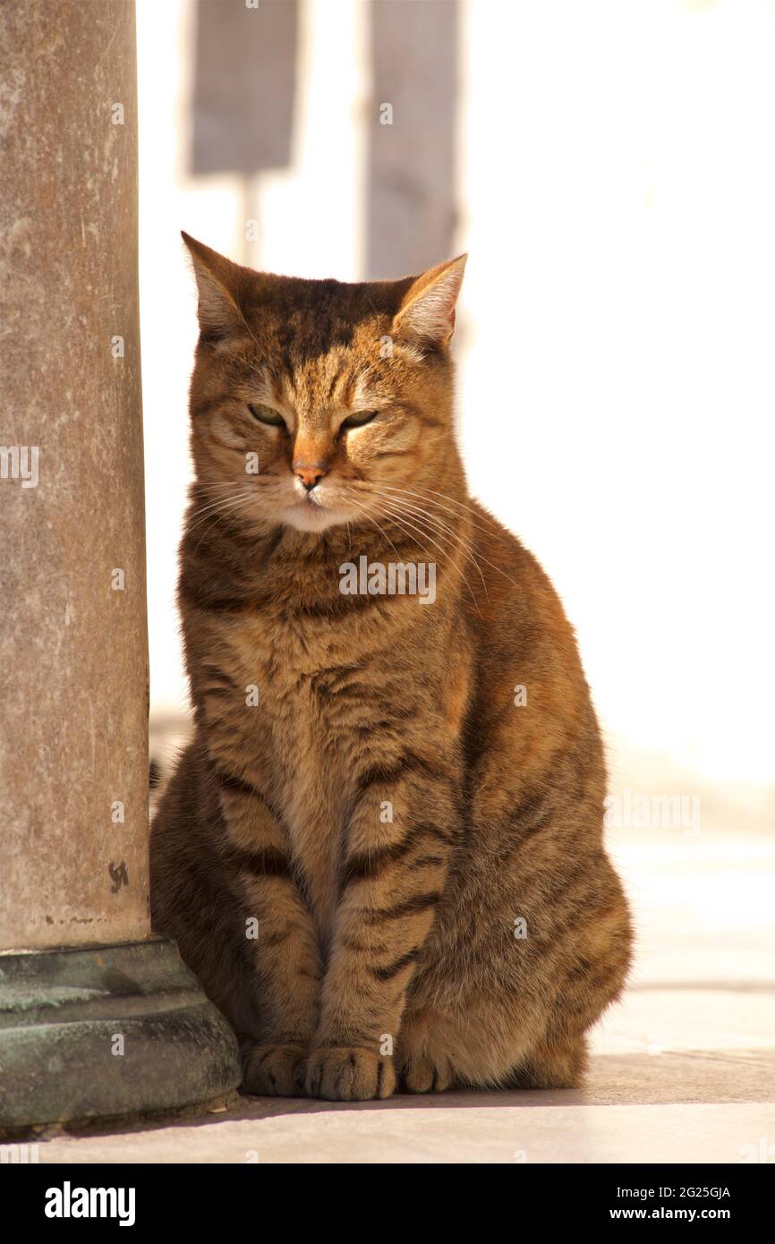 Istanbul cat hi-res stock photography and images - Alamy