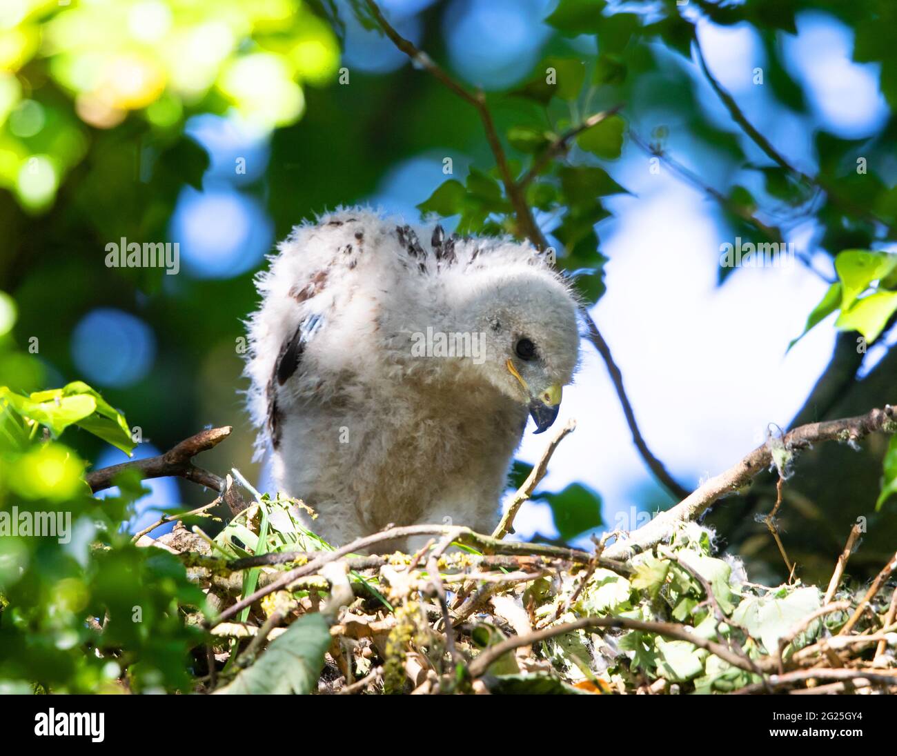Common Buzzard chick on the nest in the Cotswold Hills Stock Photo - Alamy