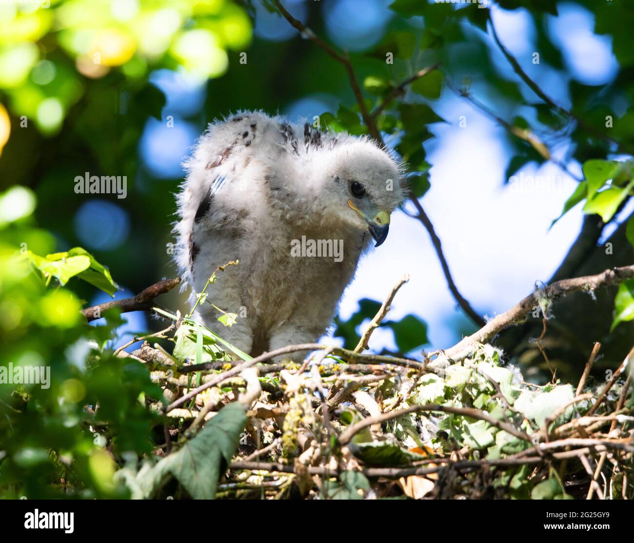 Common Buzzard chick on the nest in the Cotswold Hills Stock Photo - Alamy