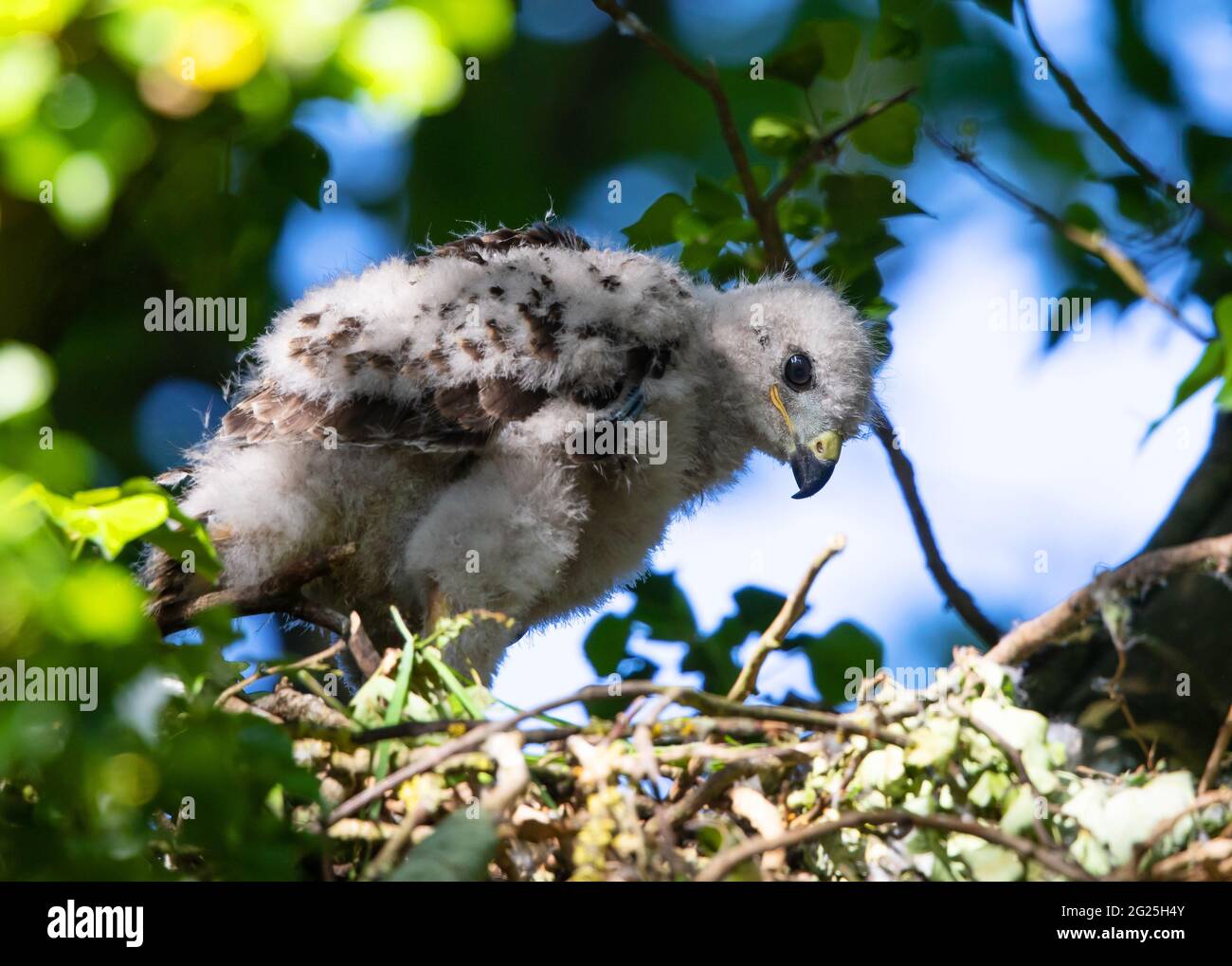 Common Buzzard chick on the nest in the Cotswold Hills Stock Photo - Alamy