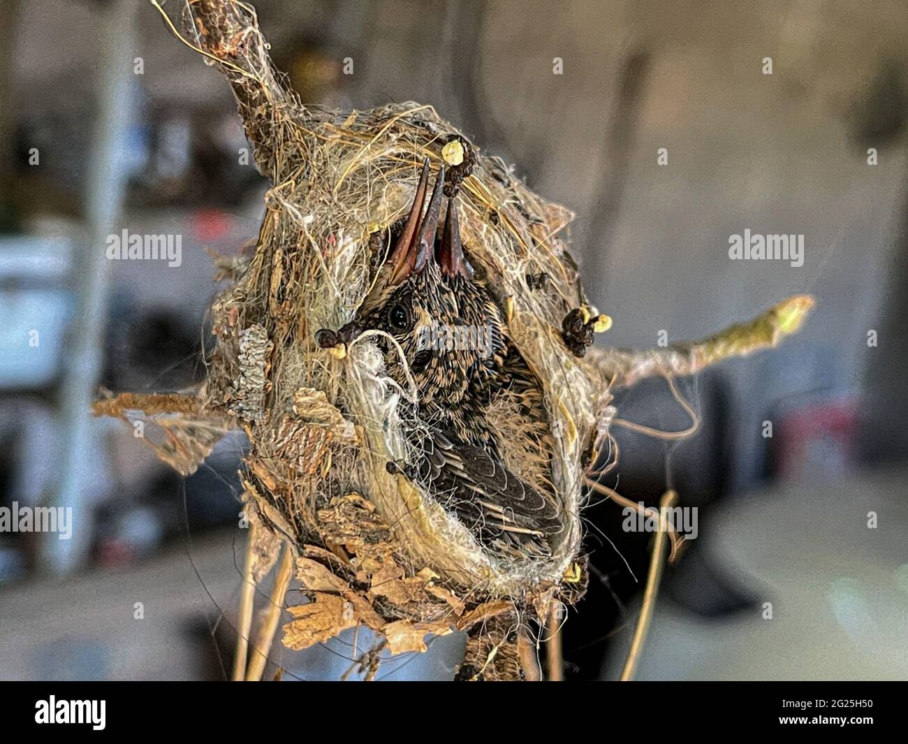 Two hummingbirds a few days old in a nest (Hummingbirds). hummingbirds ...