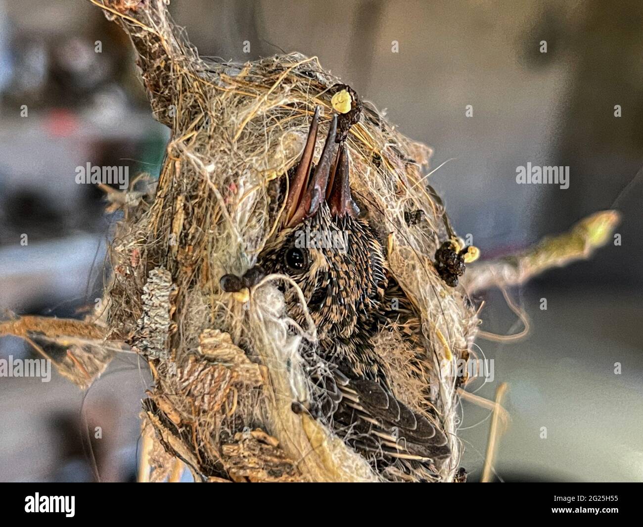 Two hummingbirds a few days old in a nest (Hummingbirds). hummingbirds ...