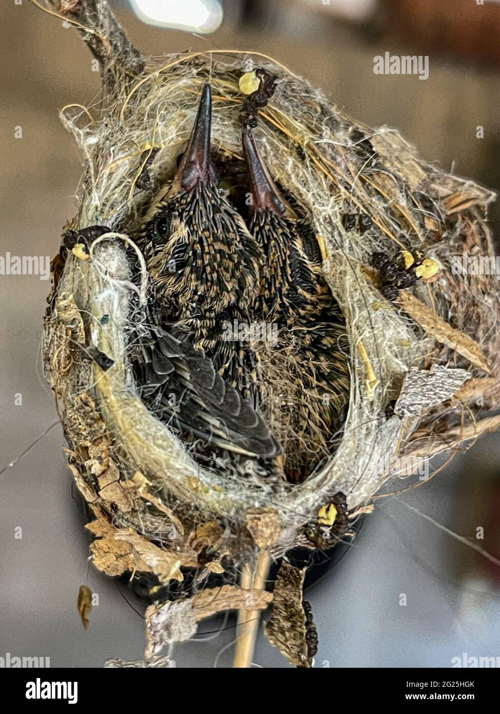 Two hummingbirds a few days old in a nest (Hummingbirds). hummingbirds ...