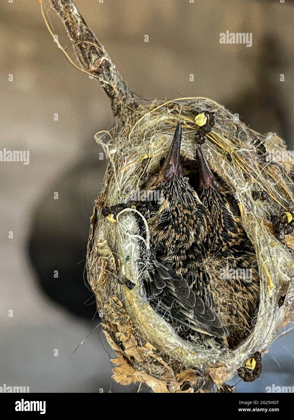 Two hummingbirds a few days old in a nest (Hummingbirds). hummingbirds ...